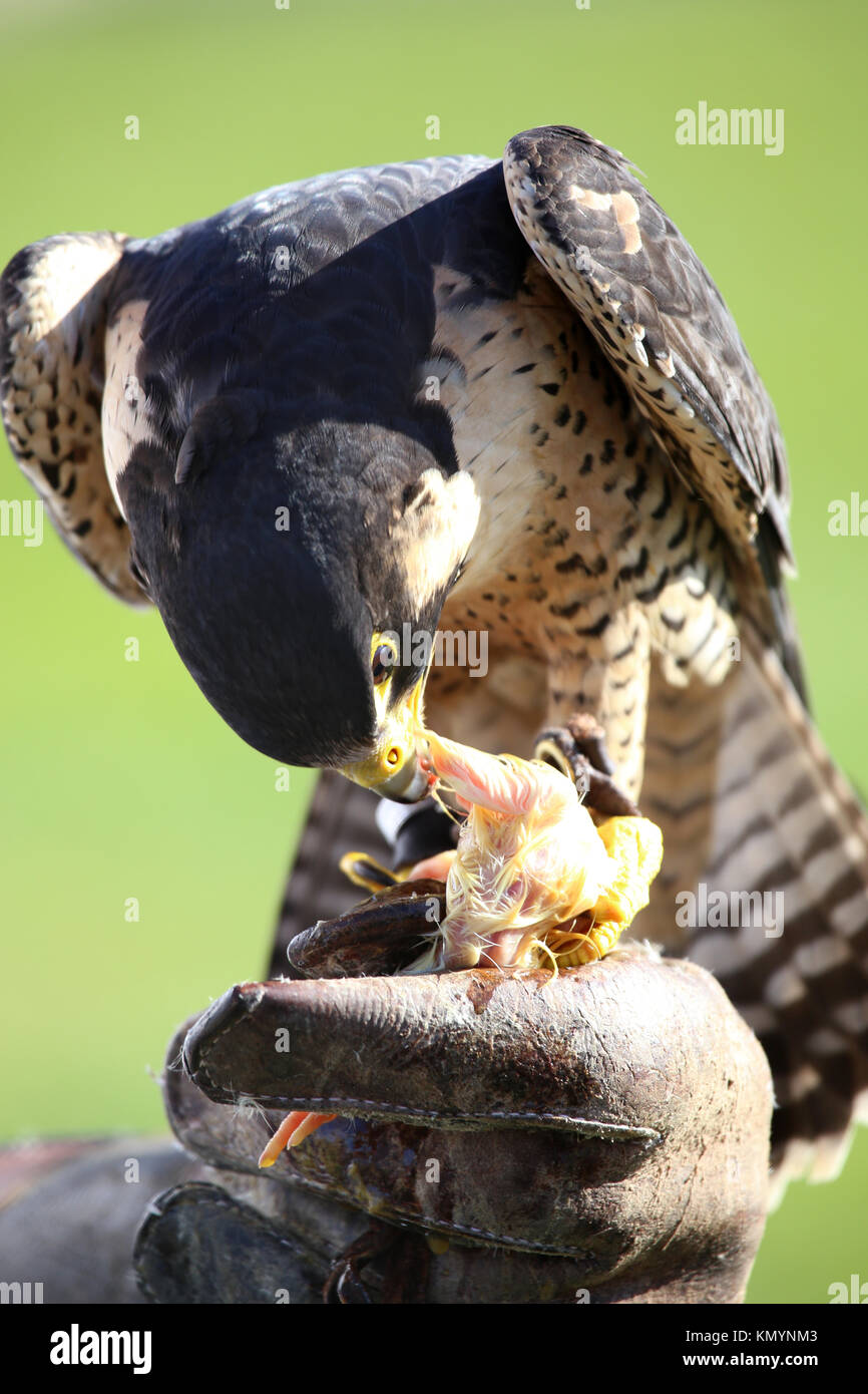 Hawk eating meat hi-res stock photography and images - Alamy