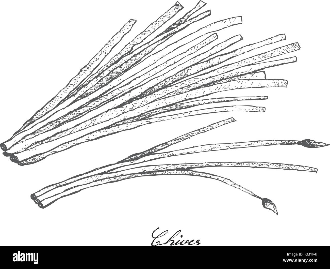 Stem Vegetable, Illustration of Hand Drawn Sketch Flowering Chives or ...