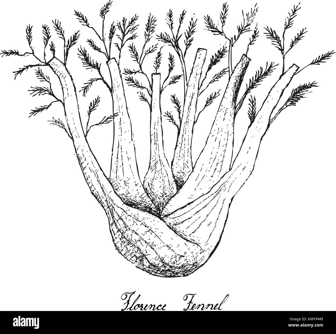 Bulb & Stem Vegetable, Illustration of Hand Drawn Sketch Fresh Fennel ...