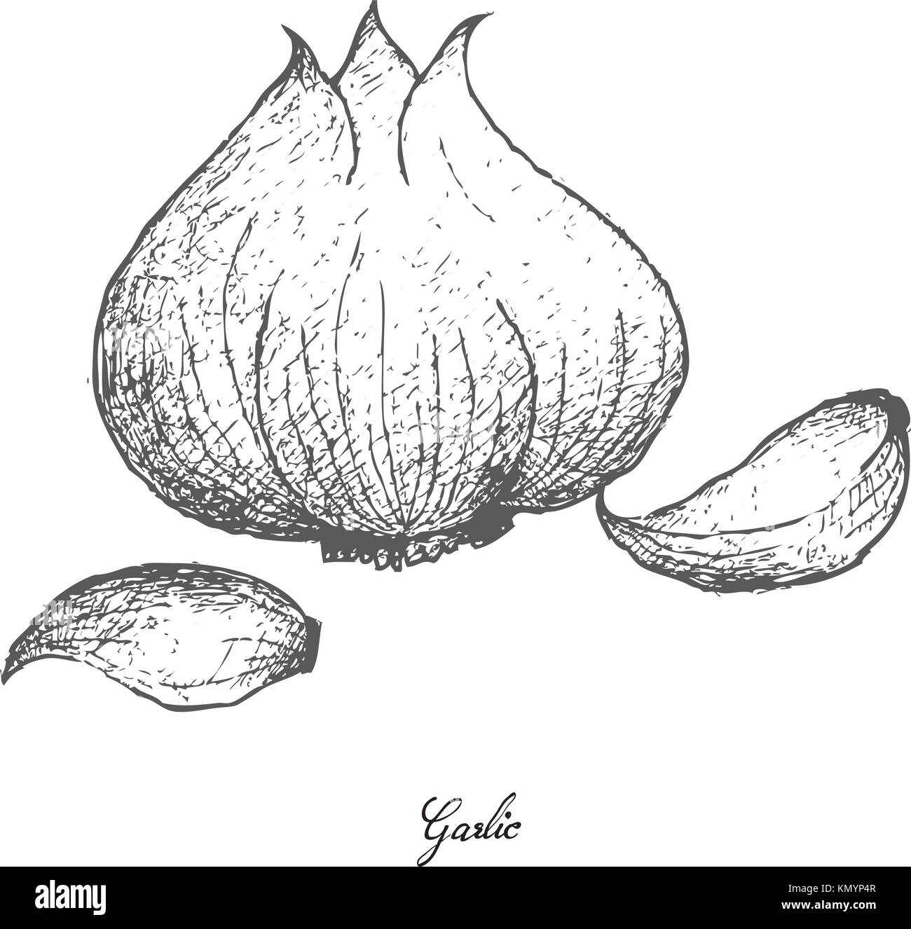 Bulb & Stem Vegetable, Illustration of Hand Drawn Sketch of A Dried ...
