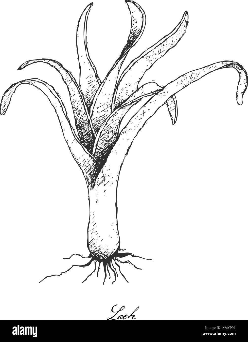 Vegetable and Herb, Vector Illustration of Fresh Kurrat, Broadleaf Wild ...