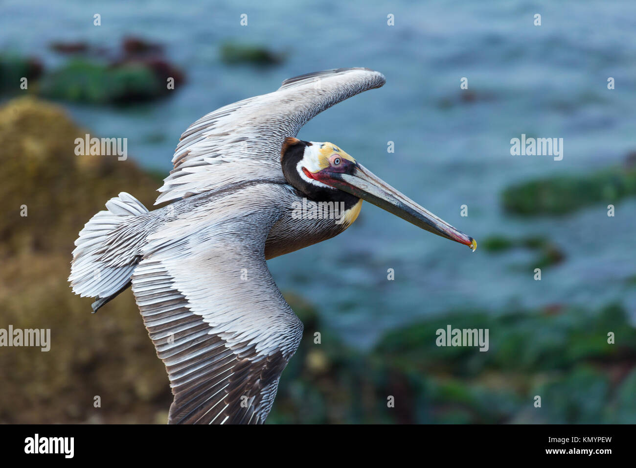 Brown pelican (Pelecanus occidentalis), La Jolla, San Diego, California ...