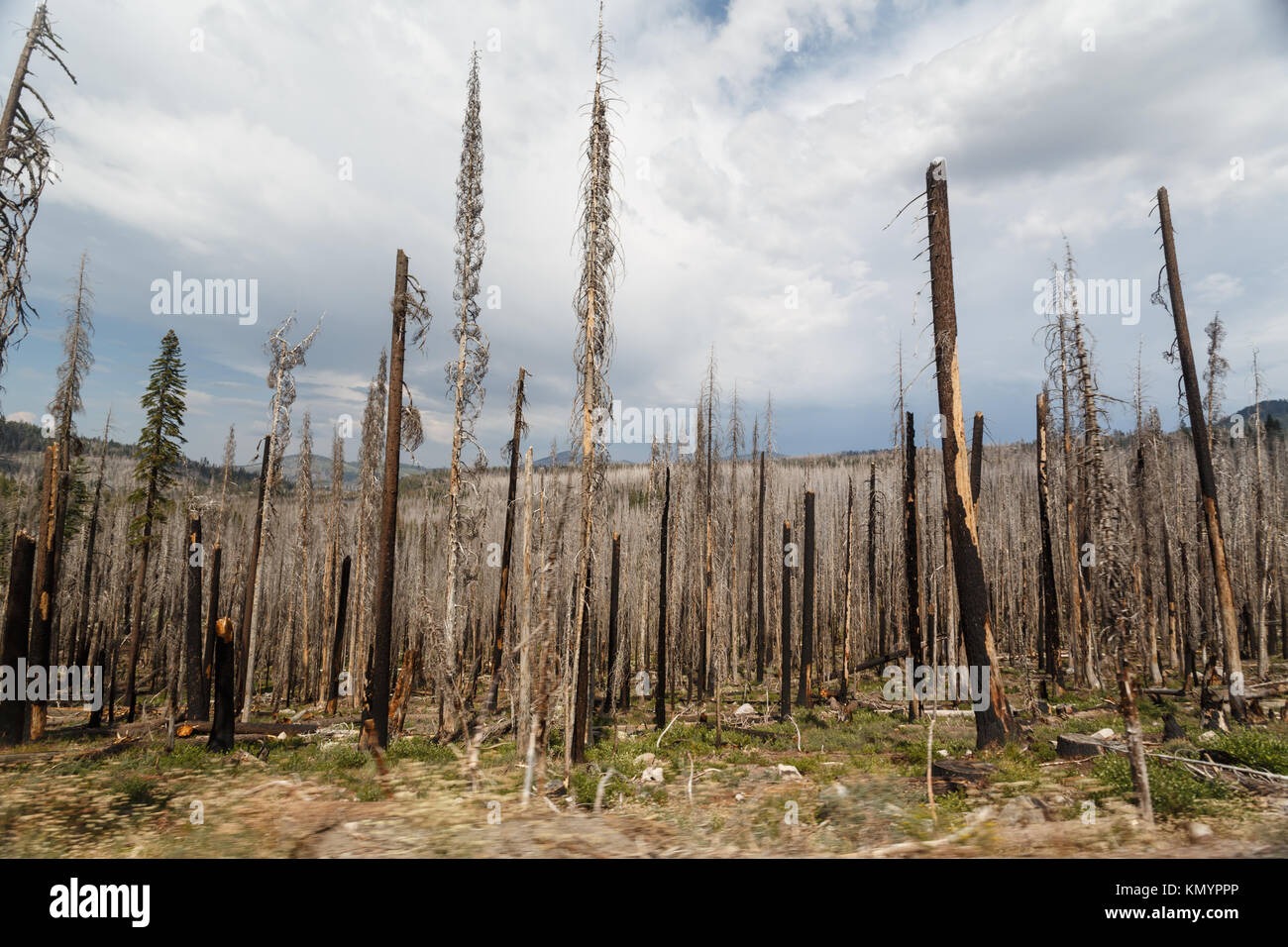 Closeup of damage caused by a forest fire seen on landscape in Alpine ...