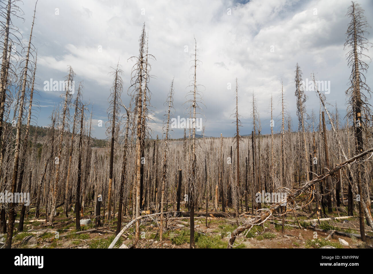 Forest fire burn leaves evidence of damage on landscape in Alpine ...