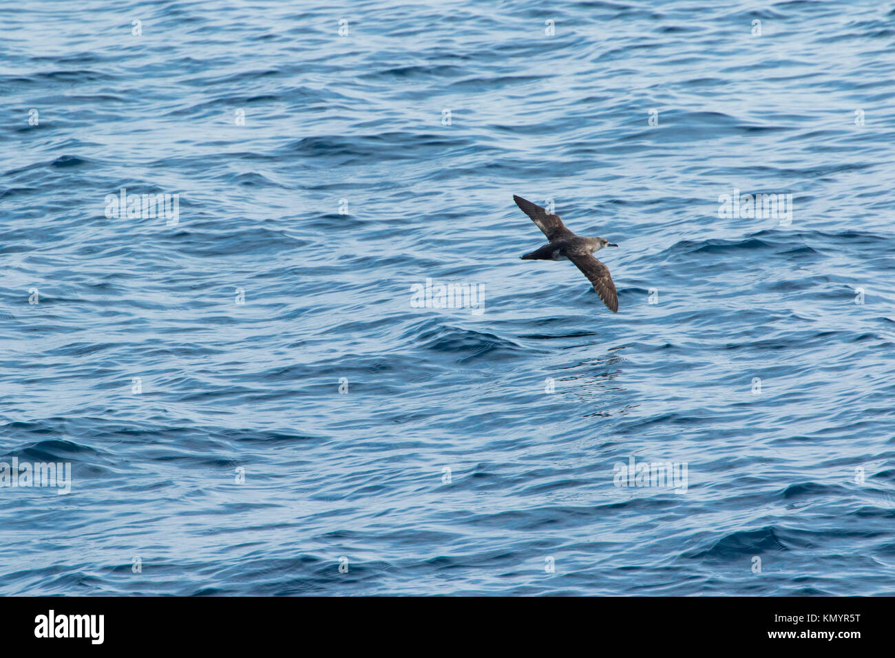 Shearwater, Channel Islands National Park, California, Usa, America ...