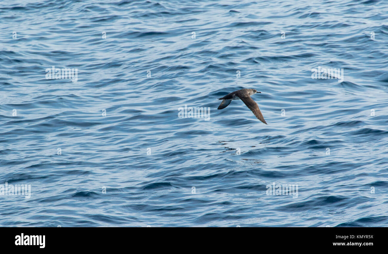 Shearwater, Channel Islands National Park, California, Usa, America ...