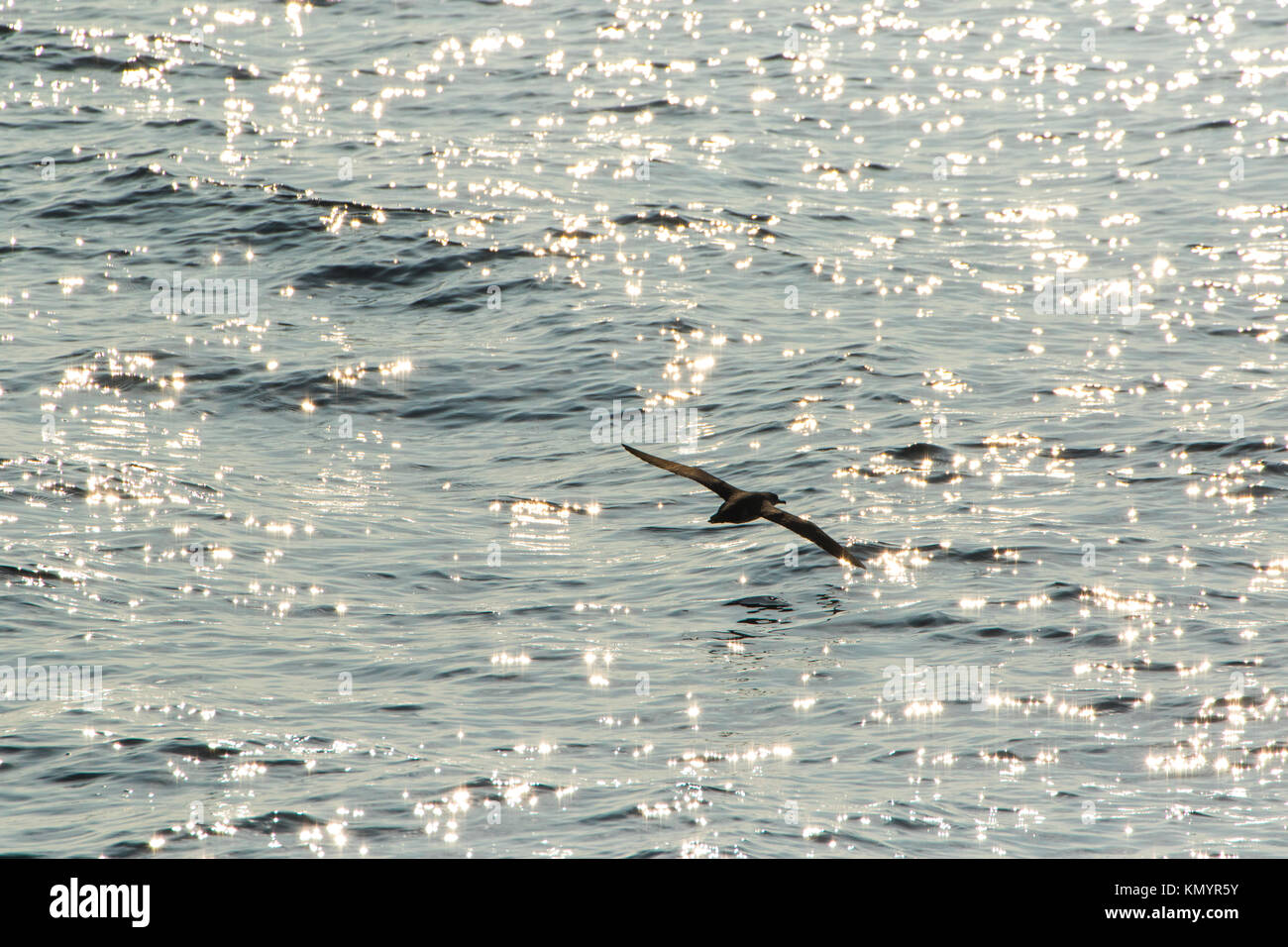 Shearwater, Channel Islands National Park, California, Usa, America ...