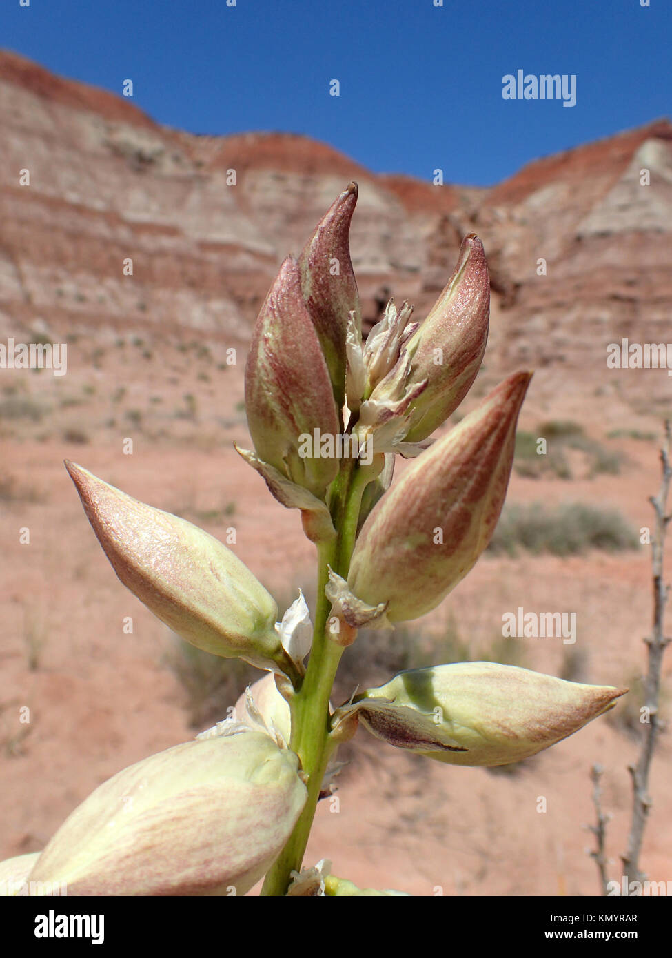 A Typical Midday Scene in Utah Stock Photo - Alamy