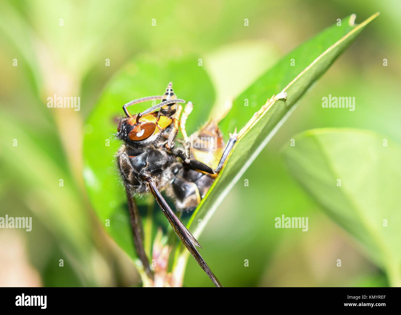 Asian invertebrates hi-res stock photography and images - Alamy
