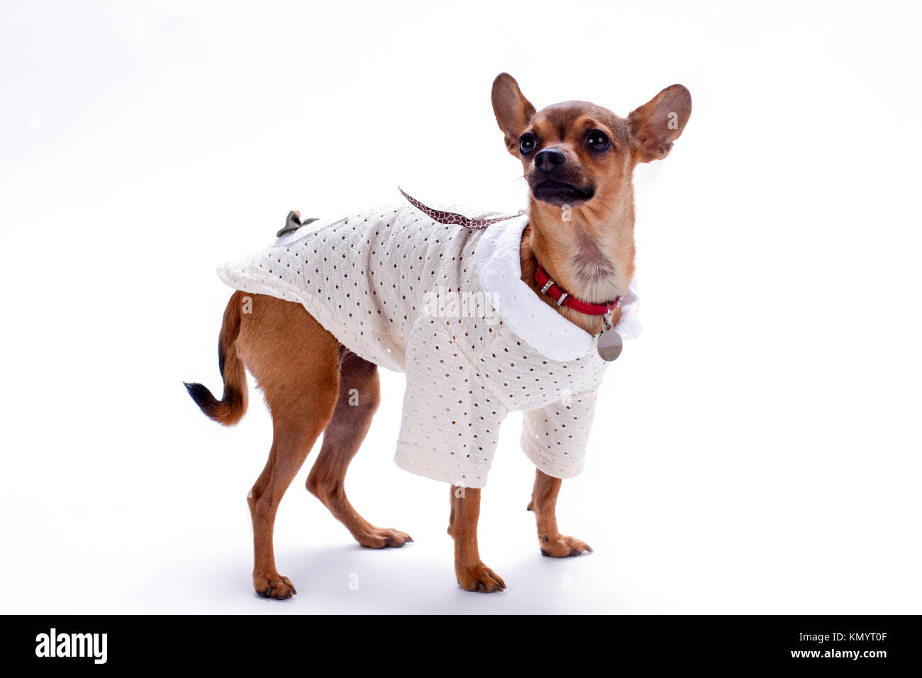 Beautiful chihuahua isolated on white background Stock Photo - Alamy