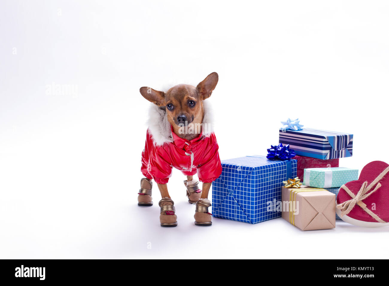 Cute tiny dog with present boxes Stock Photo - Alamy