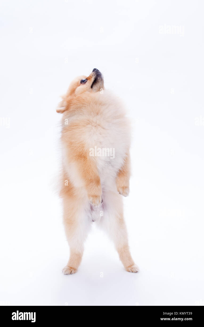 Pomeranian Feet | atelier-yuwa.ciao.jp