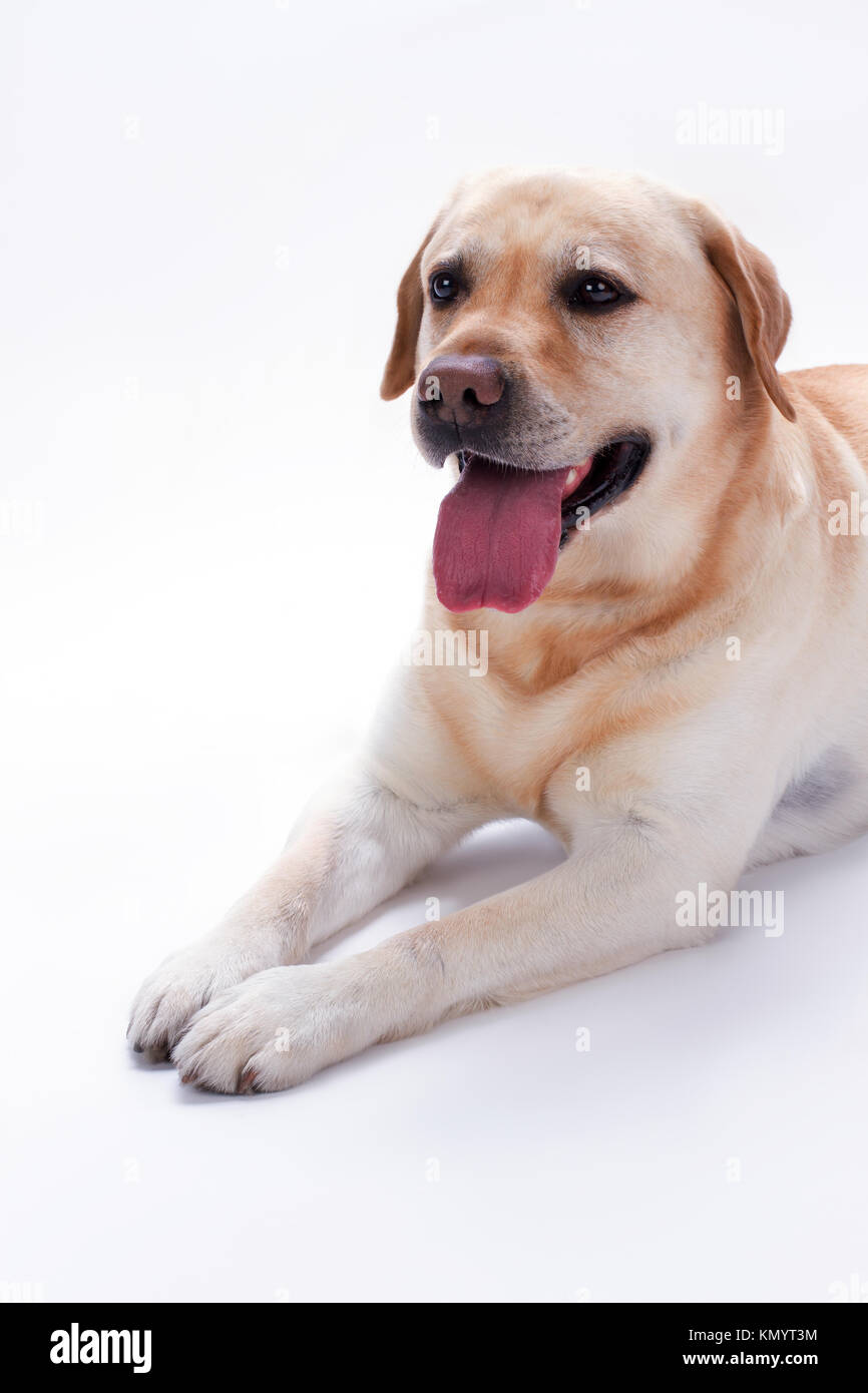 Cute young labrador, studio shot Stock Photo - Alamy