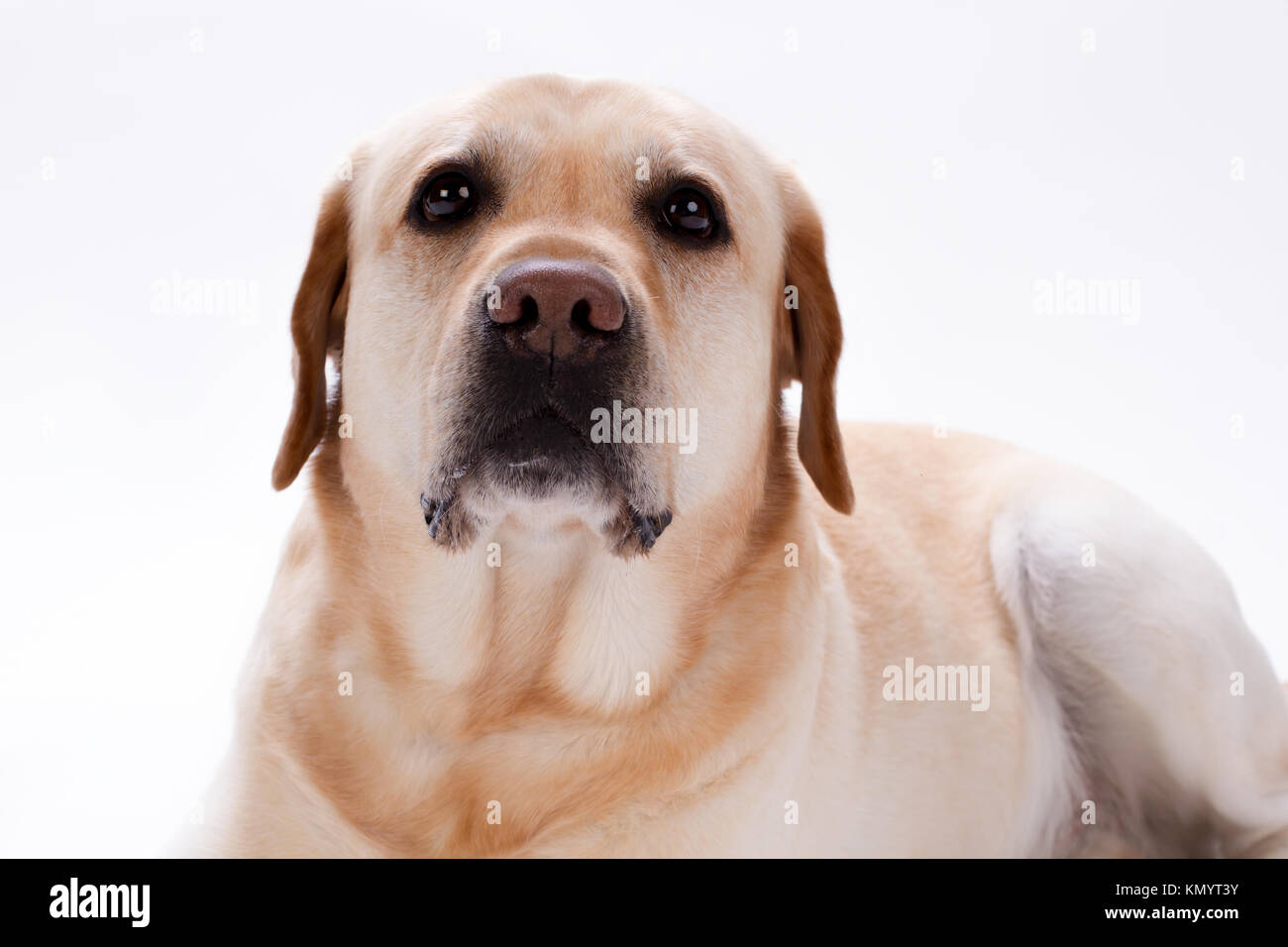 Blonde labrador retriever dog, close up portrait Stock Photo - Alamy