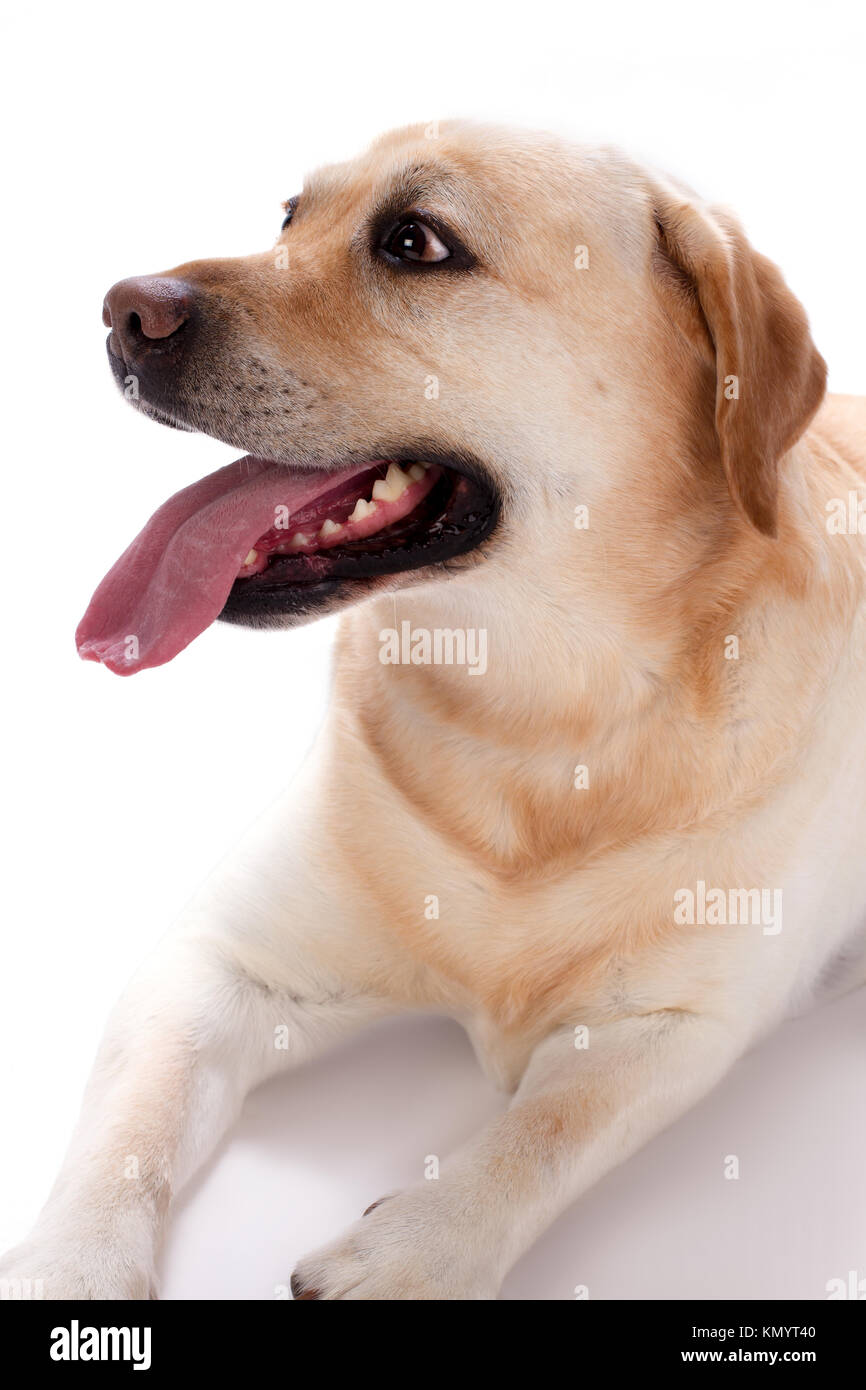 Young labrador retriever, studio portrait Stock Photo - Alamy