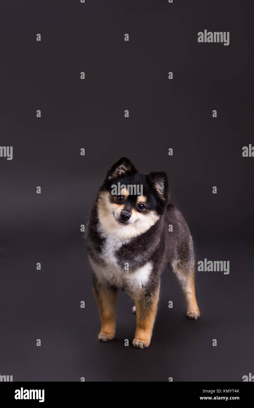 Cute little dog, studio shot Stock Photo - Alamy