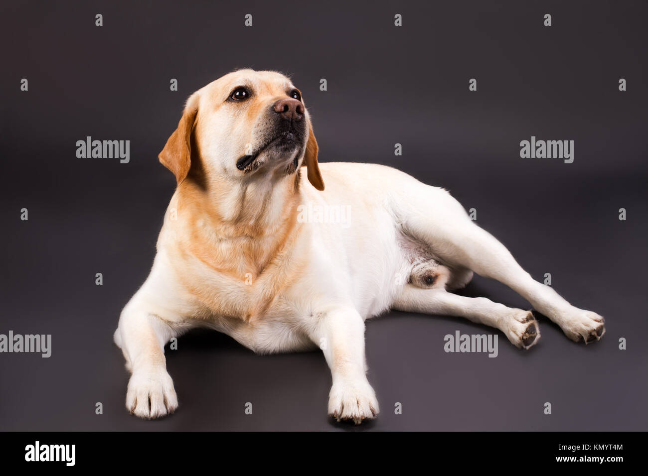 Beautiful blonde labrador retriever Stock Photo - Alamy