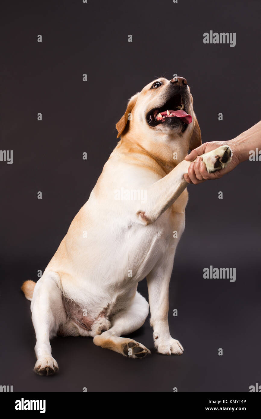 Portrait of cute labrador giving paw Stock Photo - Alamy