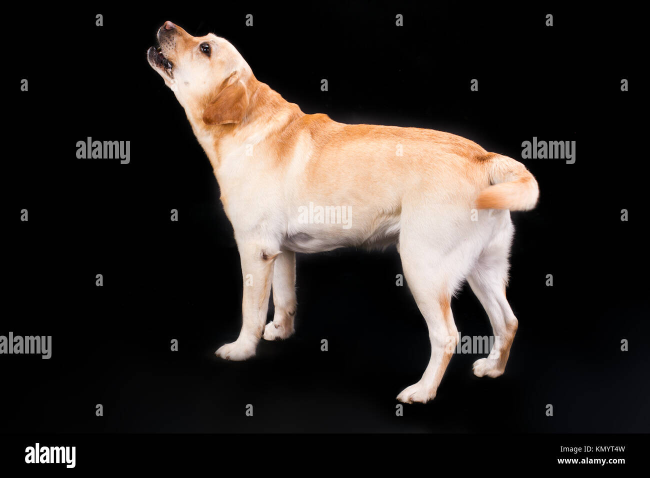 Blonde labrador retriever on black background Stock Photo - Alamy