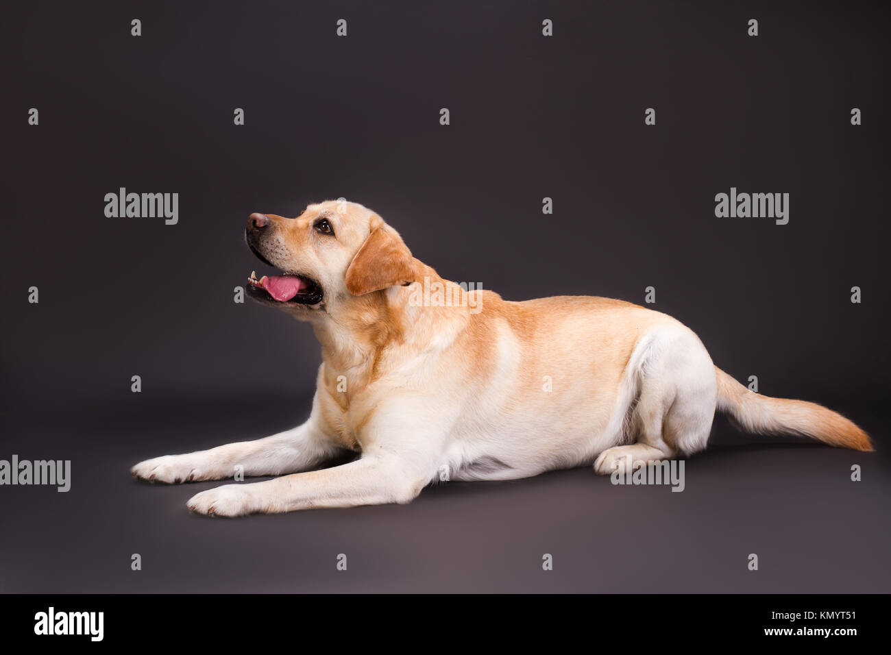 Blonde labrador dog lying on black background Stock Photo - Alamy