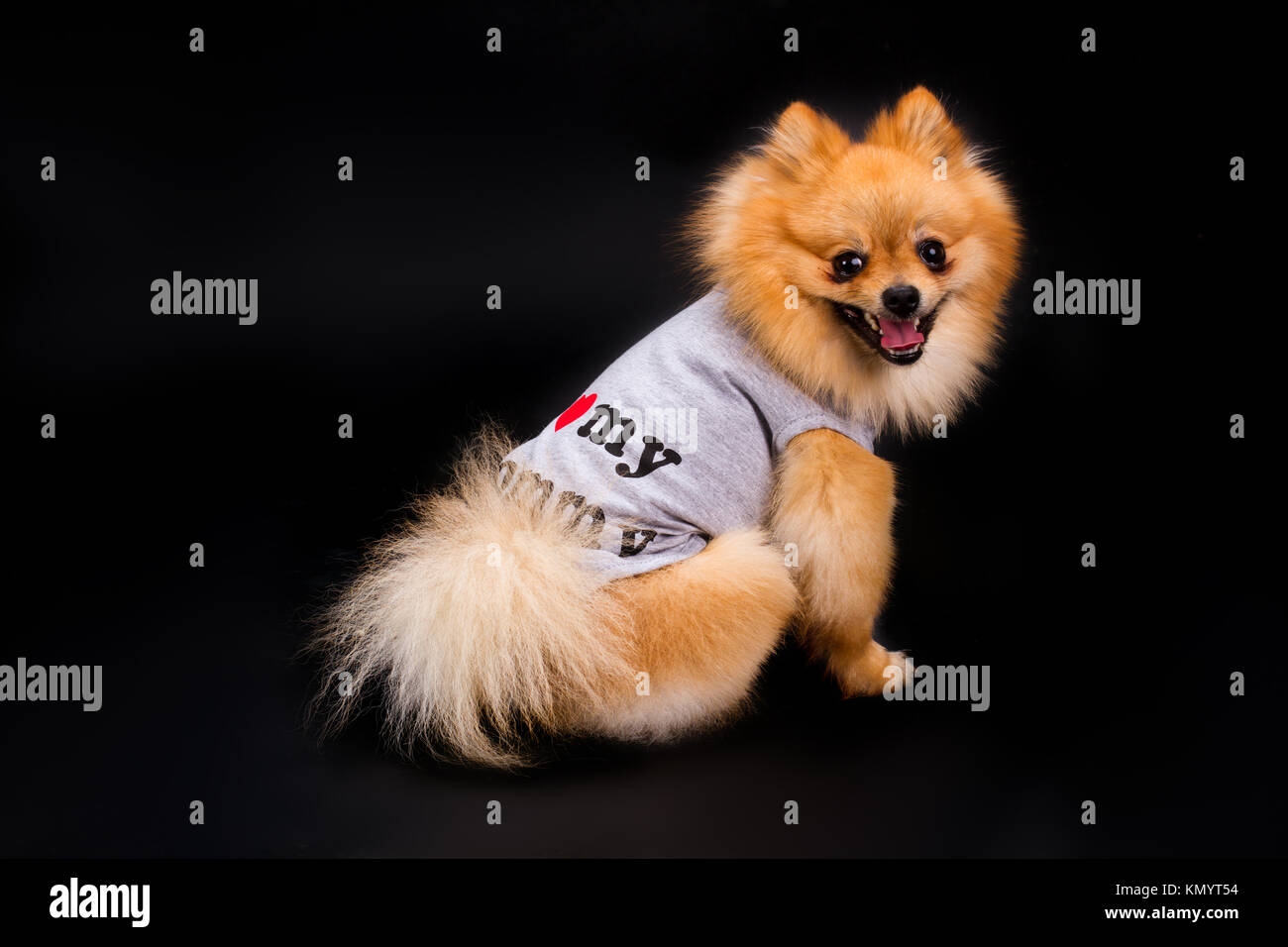 Happy pomeranian spitz in clothes Stock Photo - Alamy