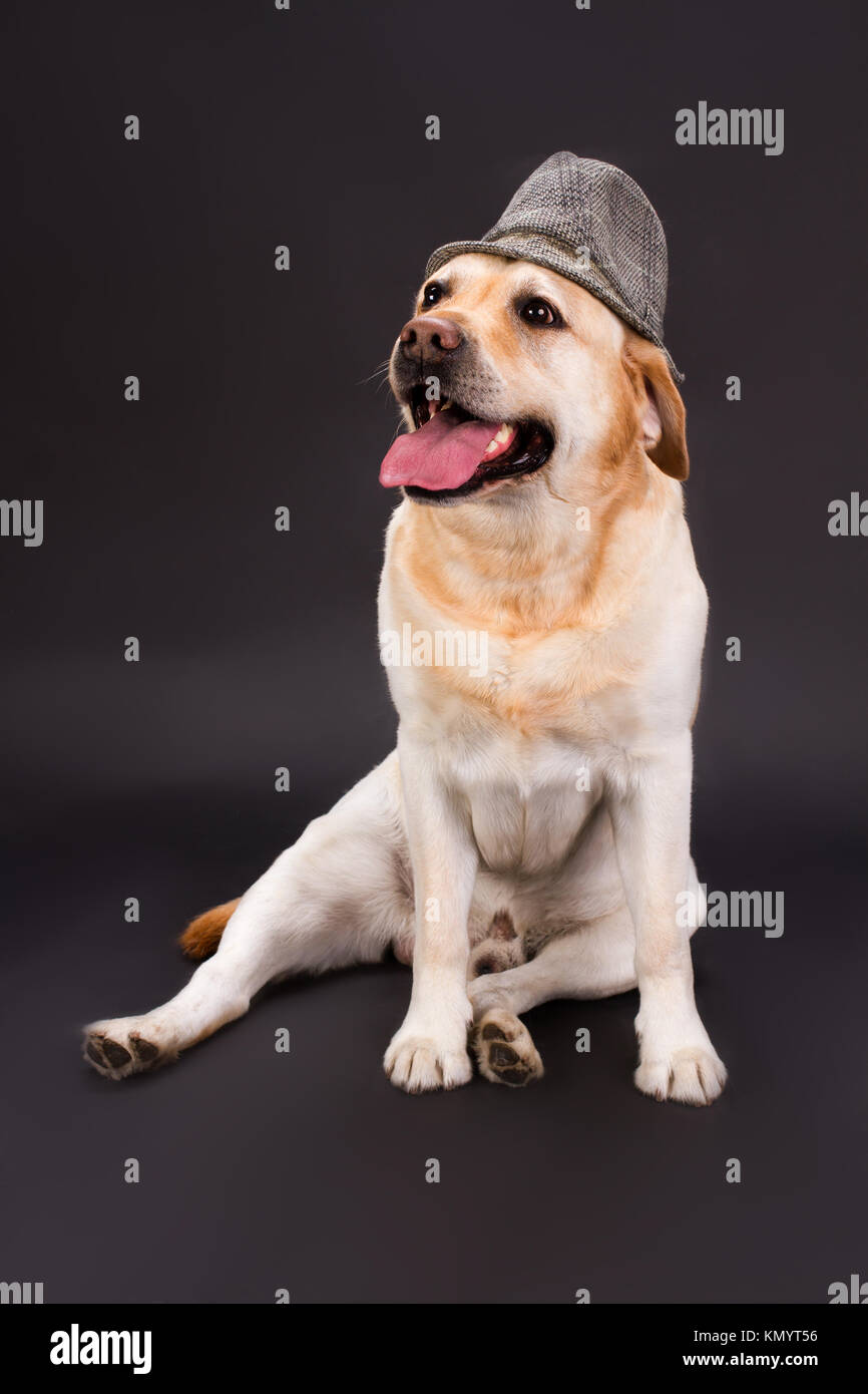 Funny labrador with hat on head Stock Photo - Alamy
