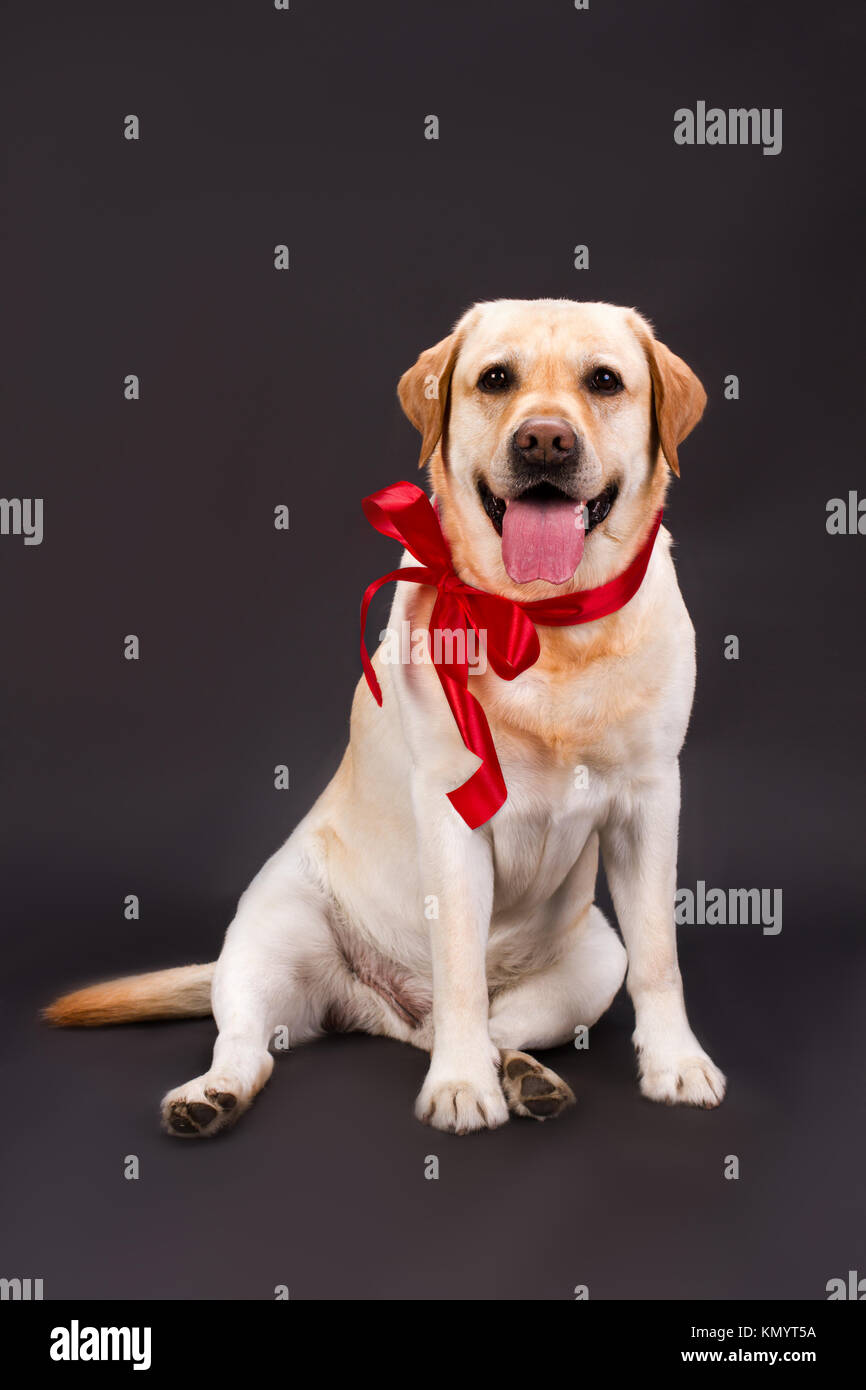 Beautiful labrador with red ribbon on neck Stock Photo - Alamy