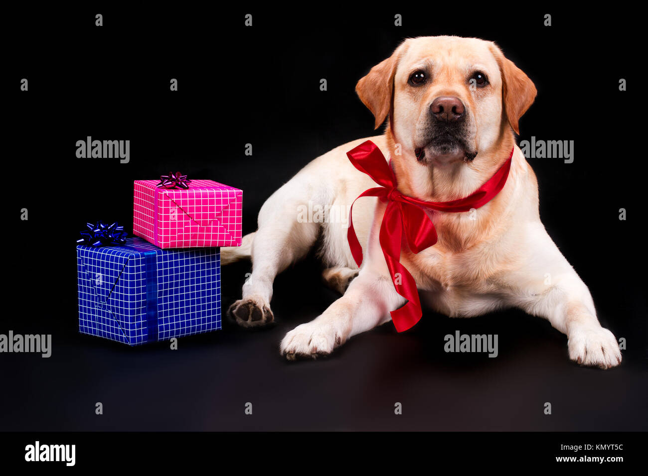 Black labrador puppy christmas hi-res stock photography and images - Alamy