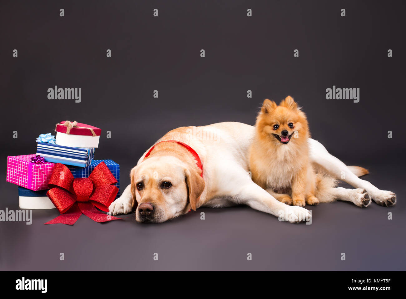 Cute dogs near gift boxes, studio shot Stock Photo - Alamy