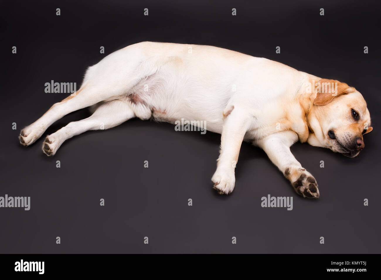 Studio shot adorable labrador hi-res stock photography and images - Alamy