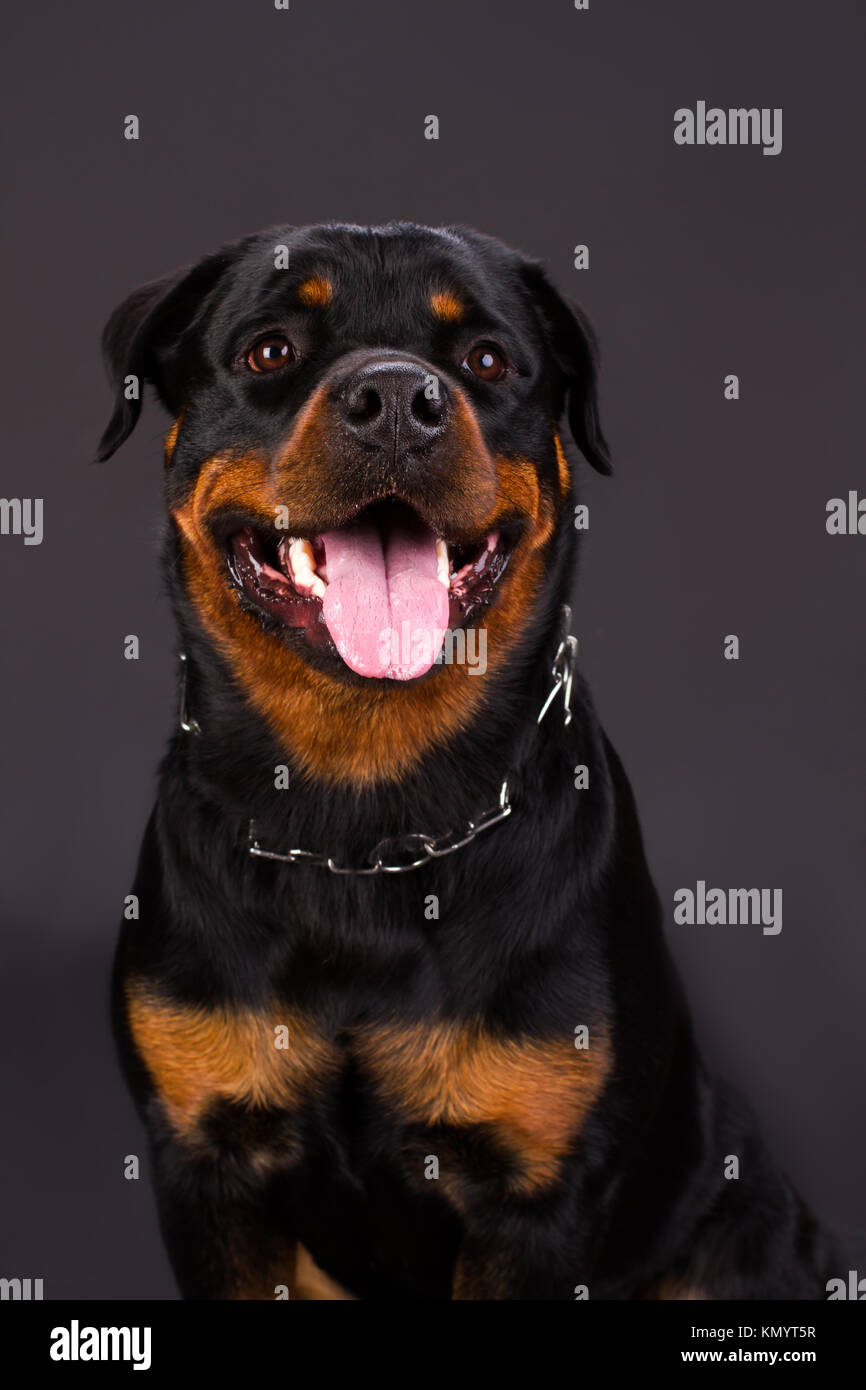 Portrait f beautiful young rottweiler Stock Photo - Alamy
