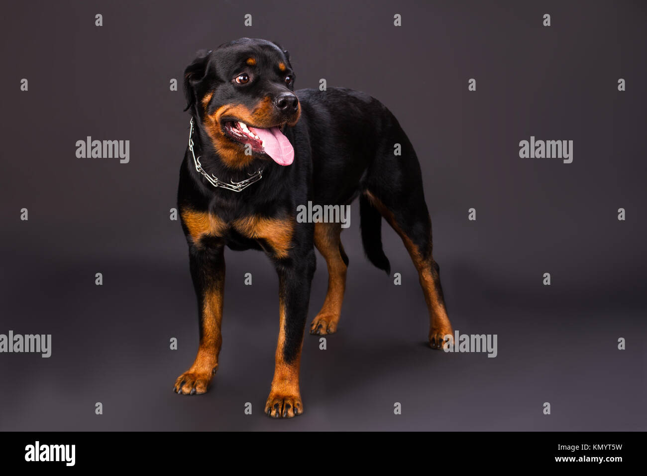 Most Muscular Rottweiler