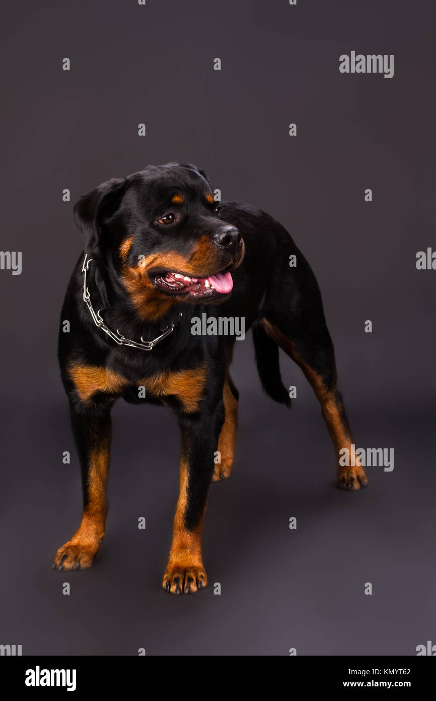 Rottweiler portrait in the studio Stock Photo - Alamy