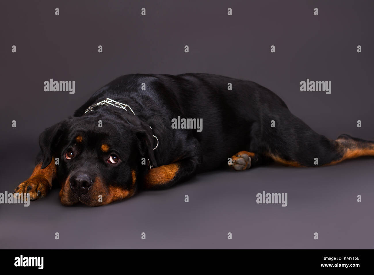 Studio portrait of lovely young rottweiler Stock Photo - Alamy