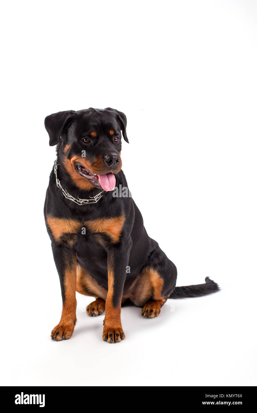 Guard young Cut Out Stock Images & Pictures - Alamy