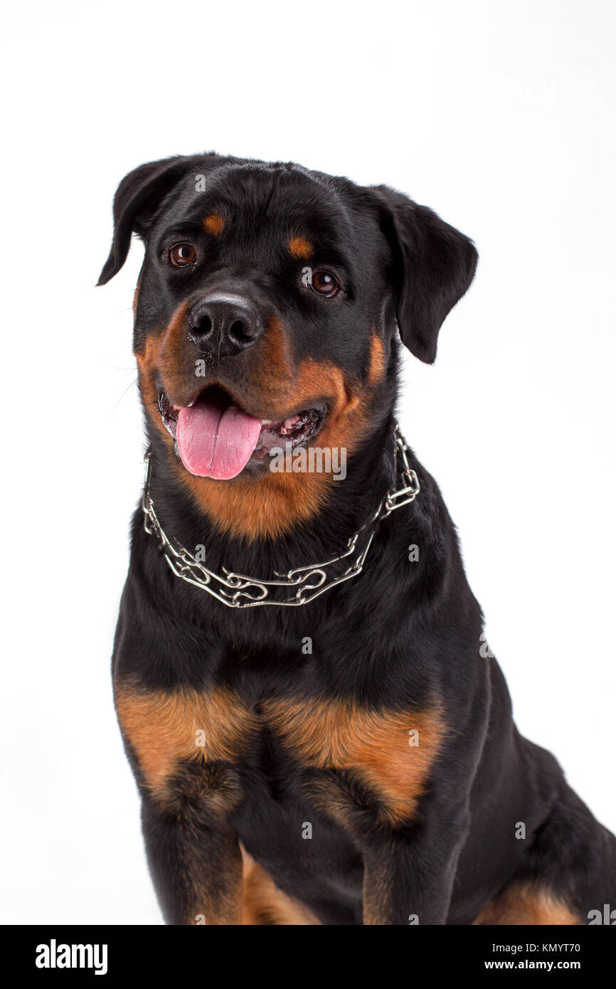 Beautiful young rottweiler, white background Stock Photo - Alamy