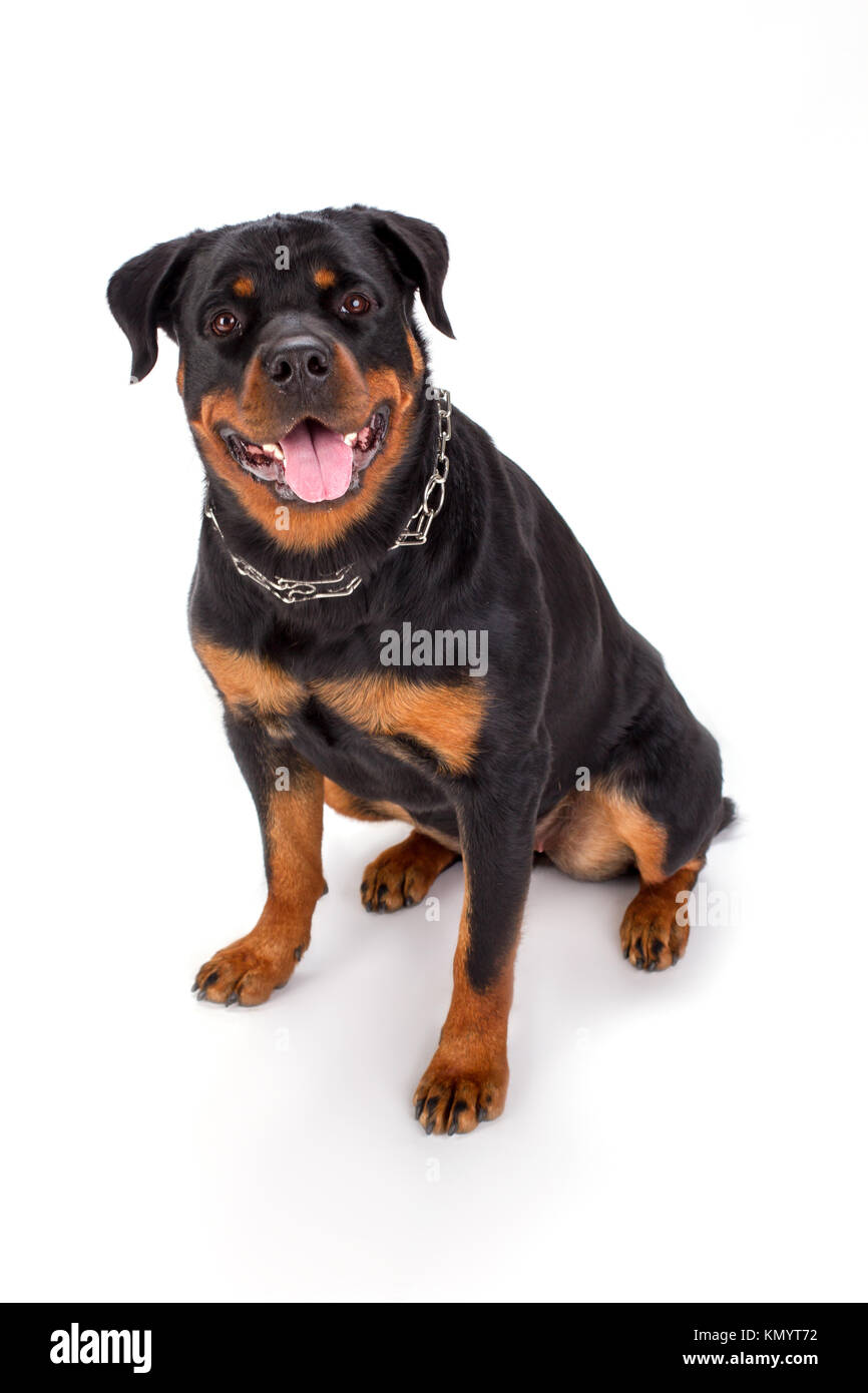 Black brown rottweiler dog Cut Out Stock Images & Pictures - Alamy