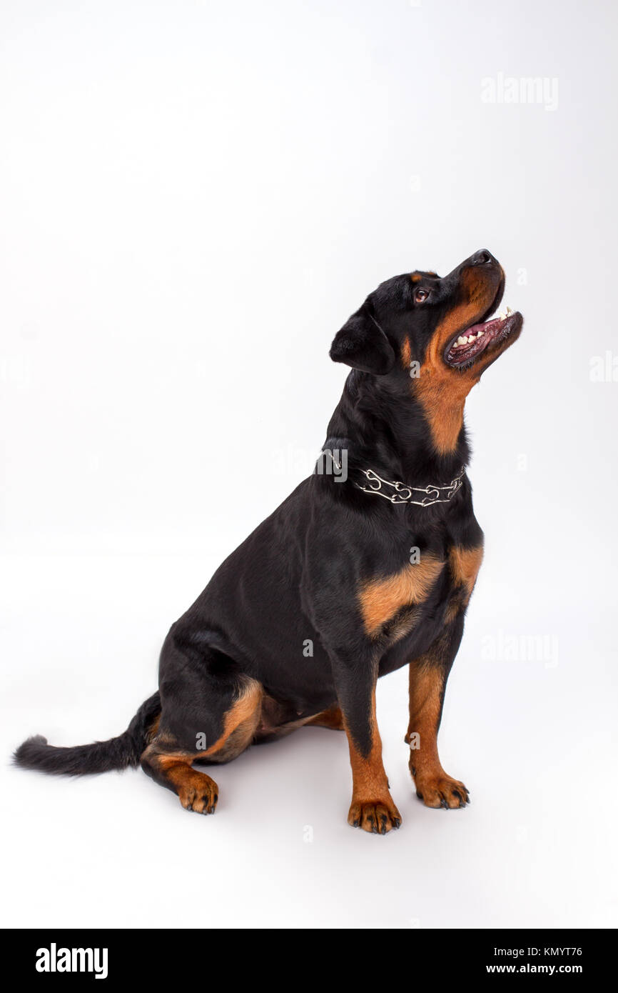 How Much Do Rottweiler Dogs Shed