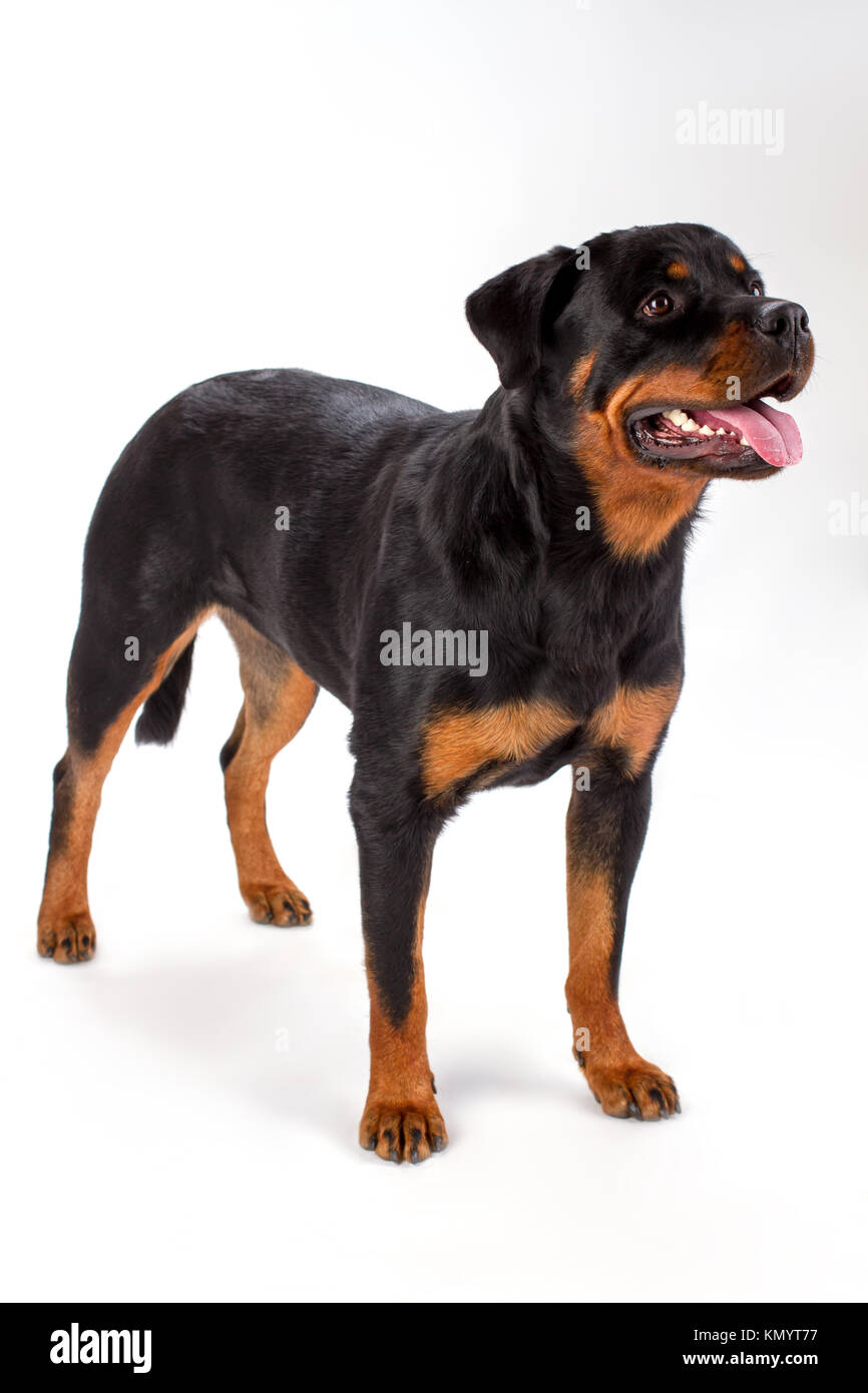 Albino Rottweiler Puppies