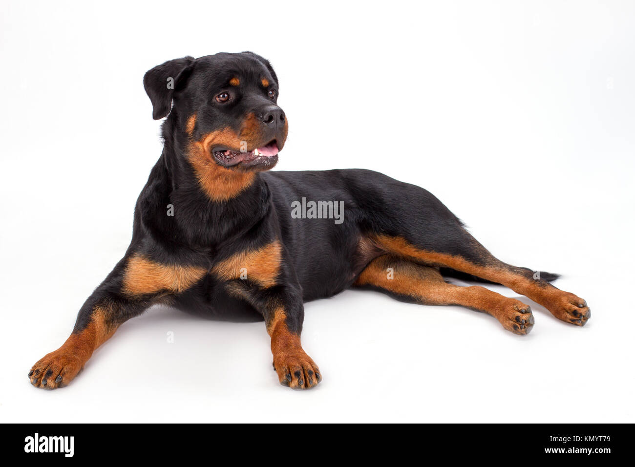 Cute rottweiler on white background Stock Photo - Alamy