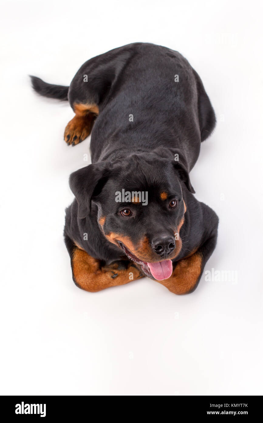 Cute rottweiler puppy, studio shot Stock Photo - Alamy