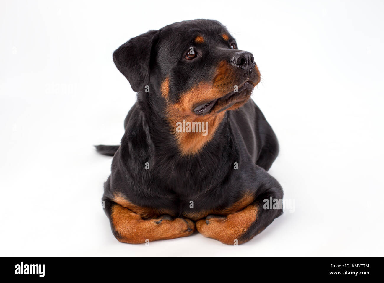 Close up rottweiler puppy hi-res stock photography and images - Alamy