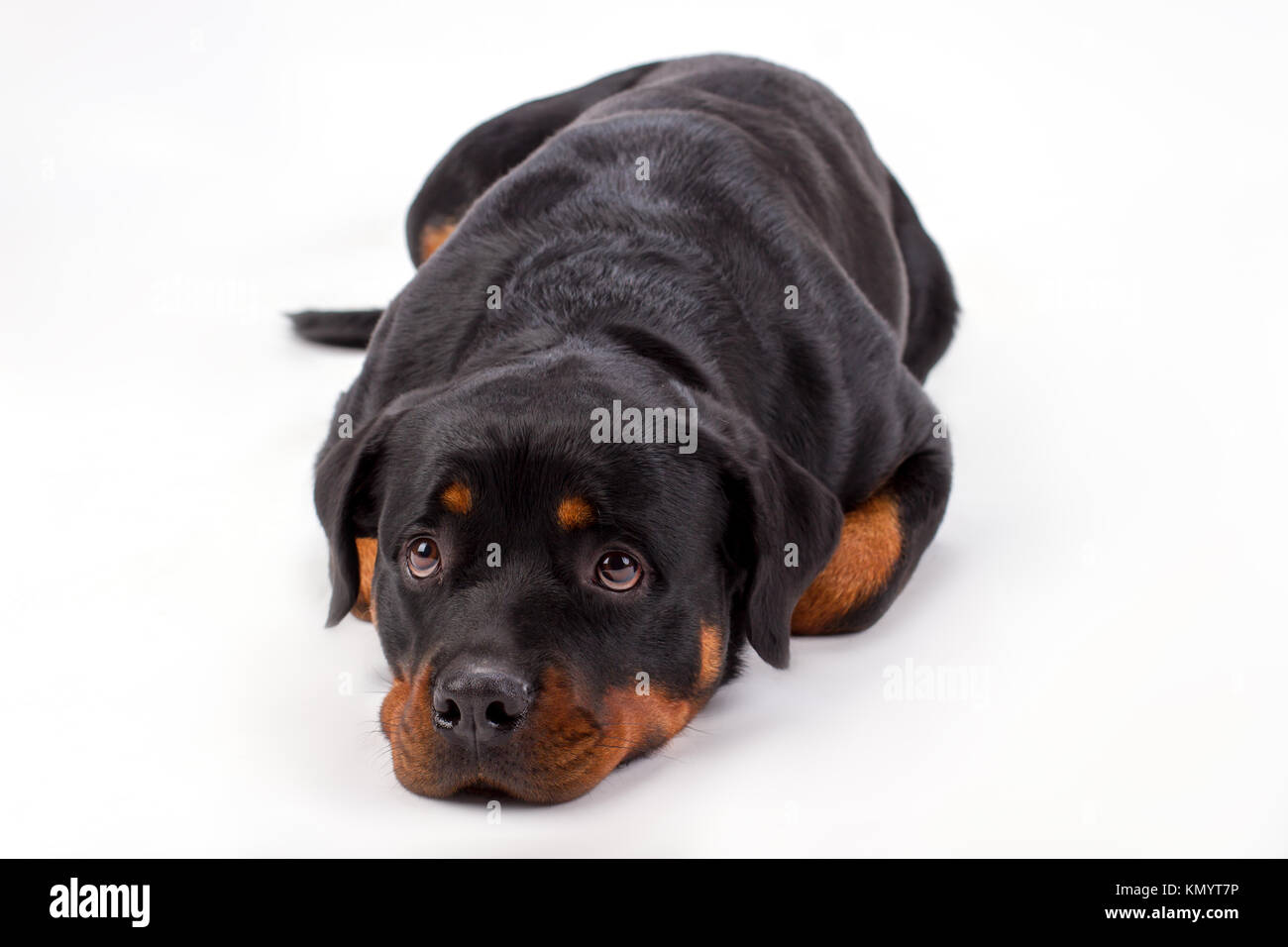 Close up rottweiler puppy hi-res stock photography and images - Alamy