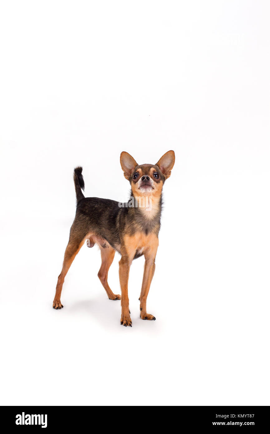 Russian toy terrier mini dog hi-res stock photography and images - Alamy