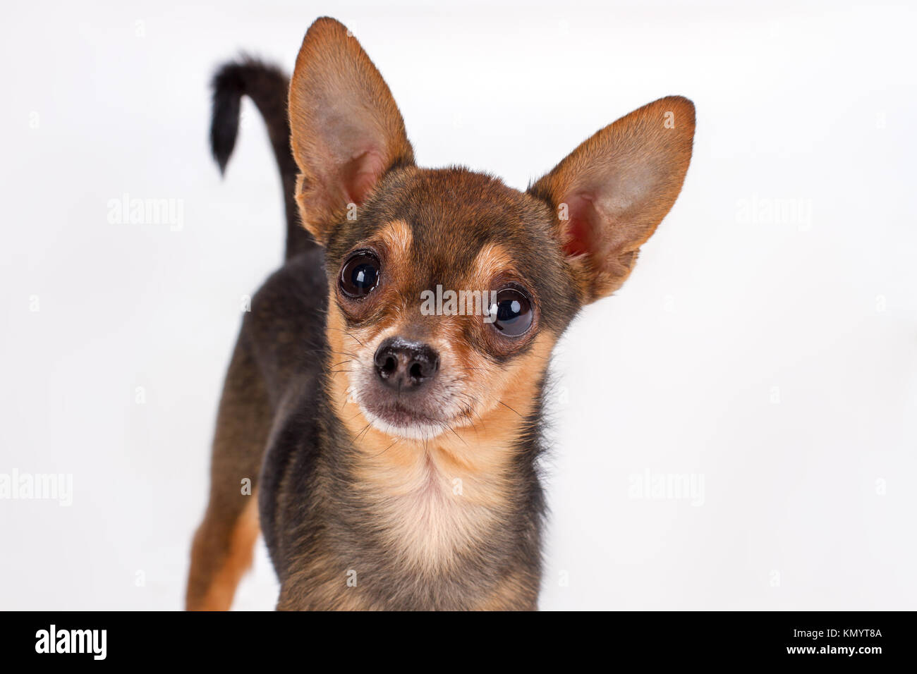 Cute toy-terrier, studio portrait Stock Photo - Alamy