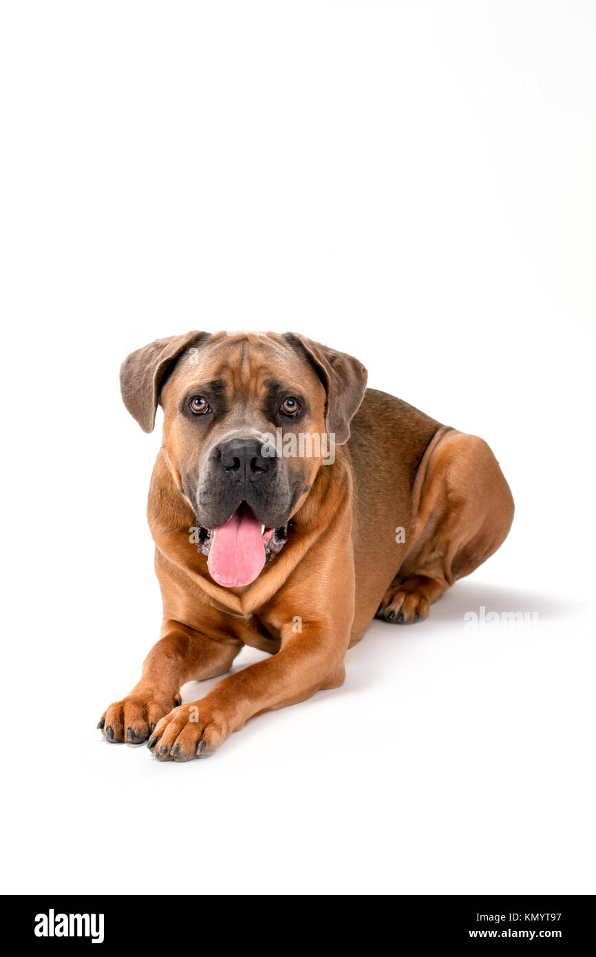 Studio portrait of italian mastiff cane corso Stock Photo - Alamy