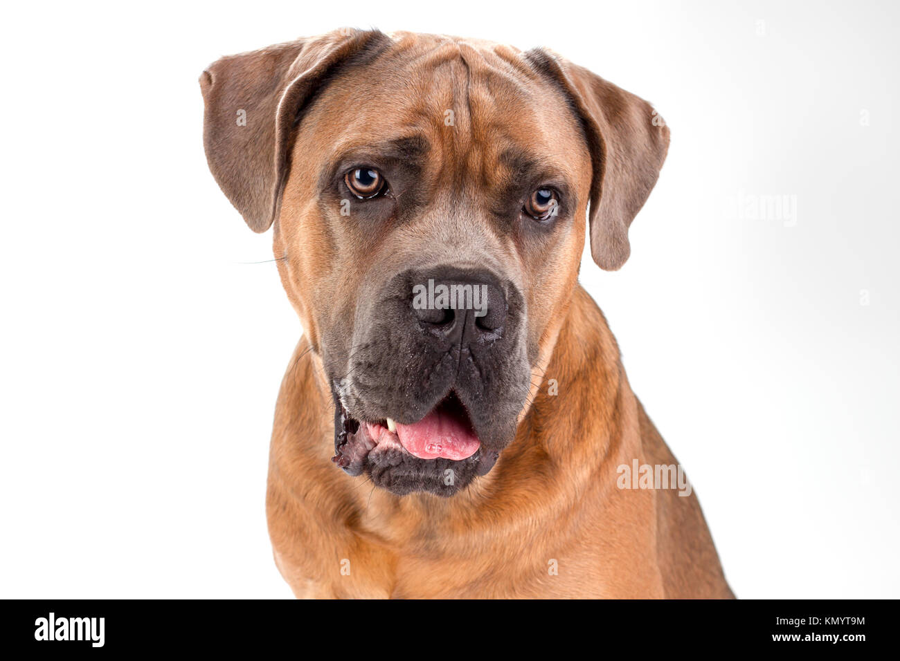Close up portrait of italian cane corso Stock Photo - Alamy