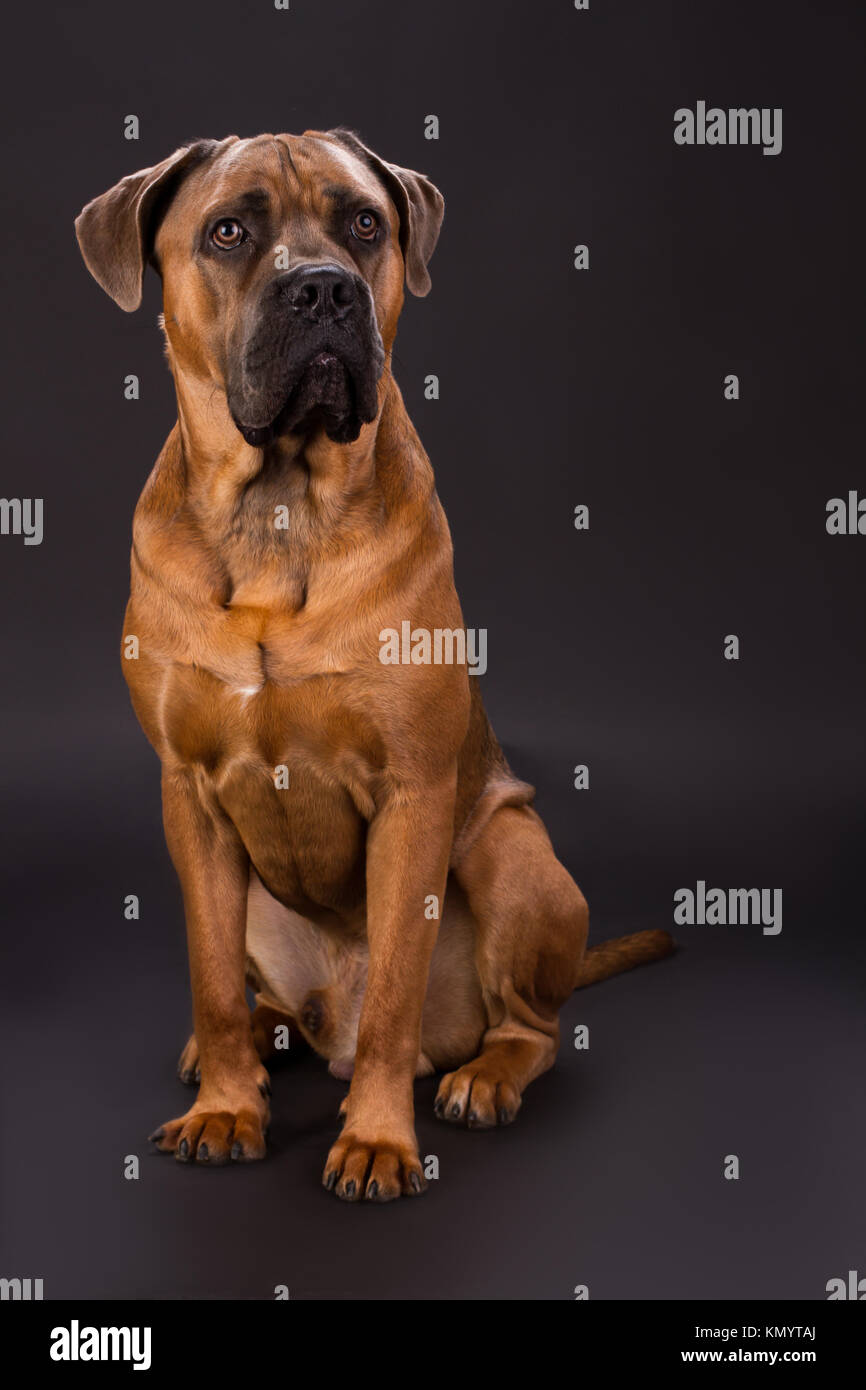 Adorable cane corso, studio shot Stock Photo - Alamy