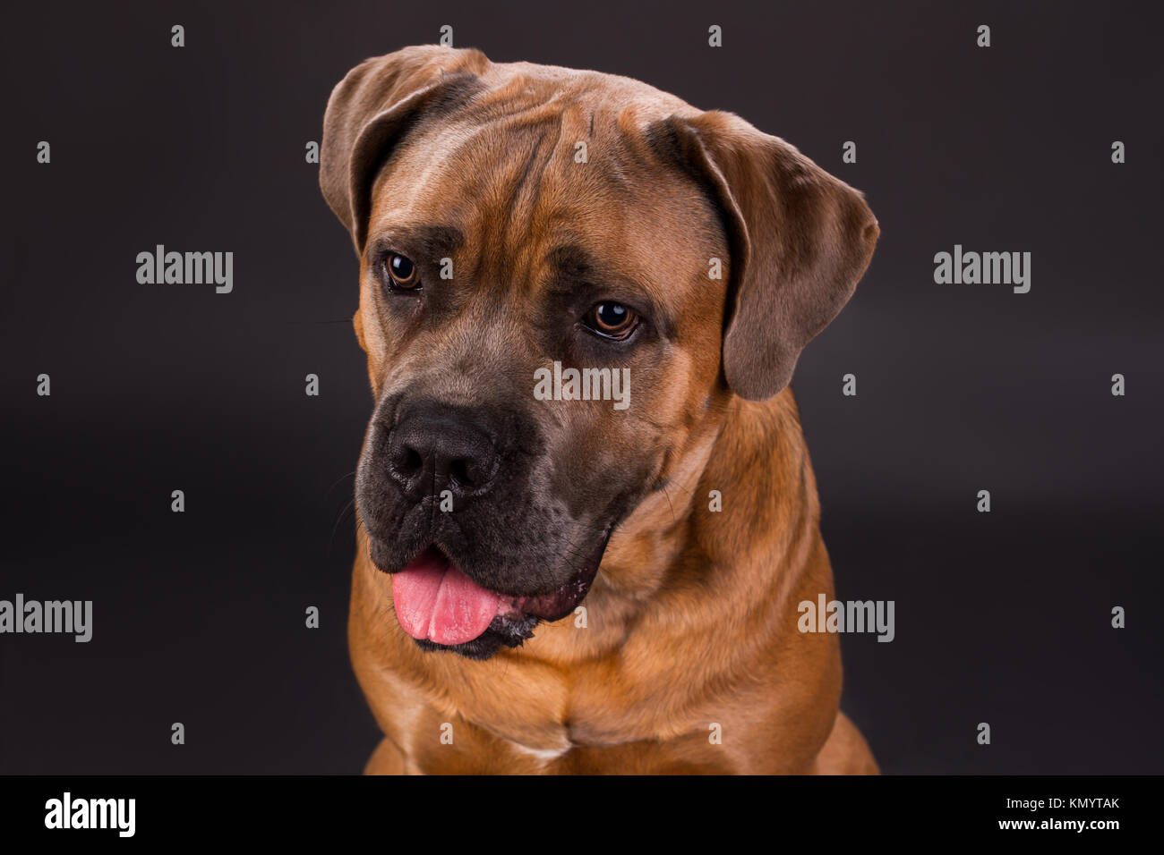 Adorable cane corso, close up portrait Stock Photo - Alamy