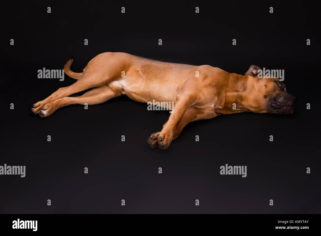 Funny cane corso, studio shot Stock Photo - Alamy